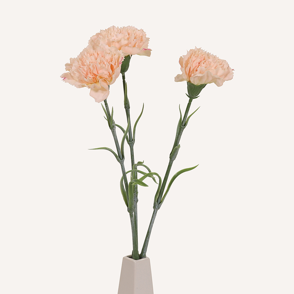 Nejlika champagne Diana, bra kvalitet till bästa pris!